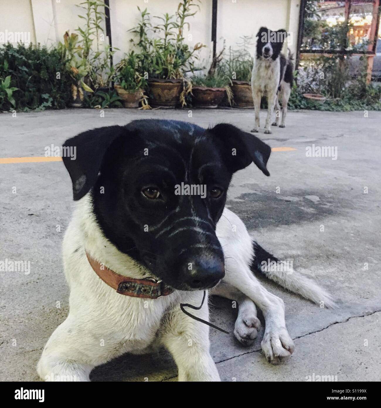 Dear dogs hi-res stock photography and images - Alamy