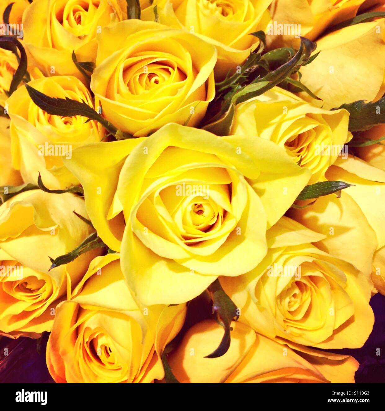 Yellow Roses Bunch Stock Photos & Yellow Roses Bunch Stock Images - Alamy