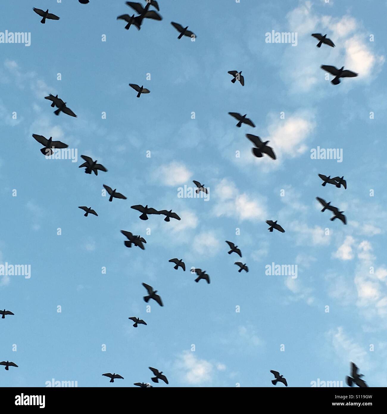 Lots of pigeons hi-res stock photography and images - Alamy