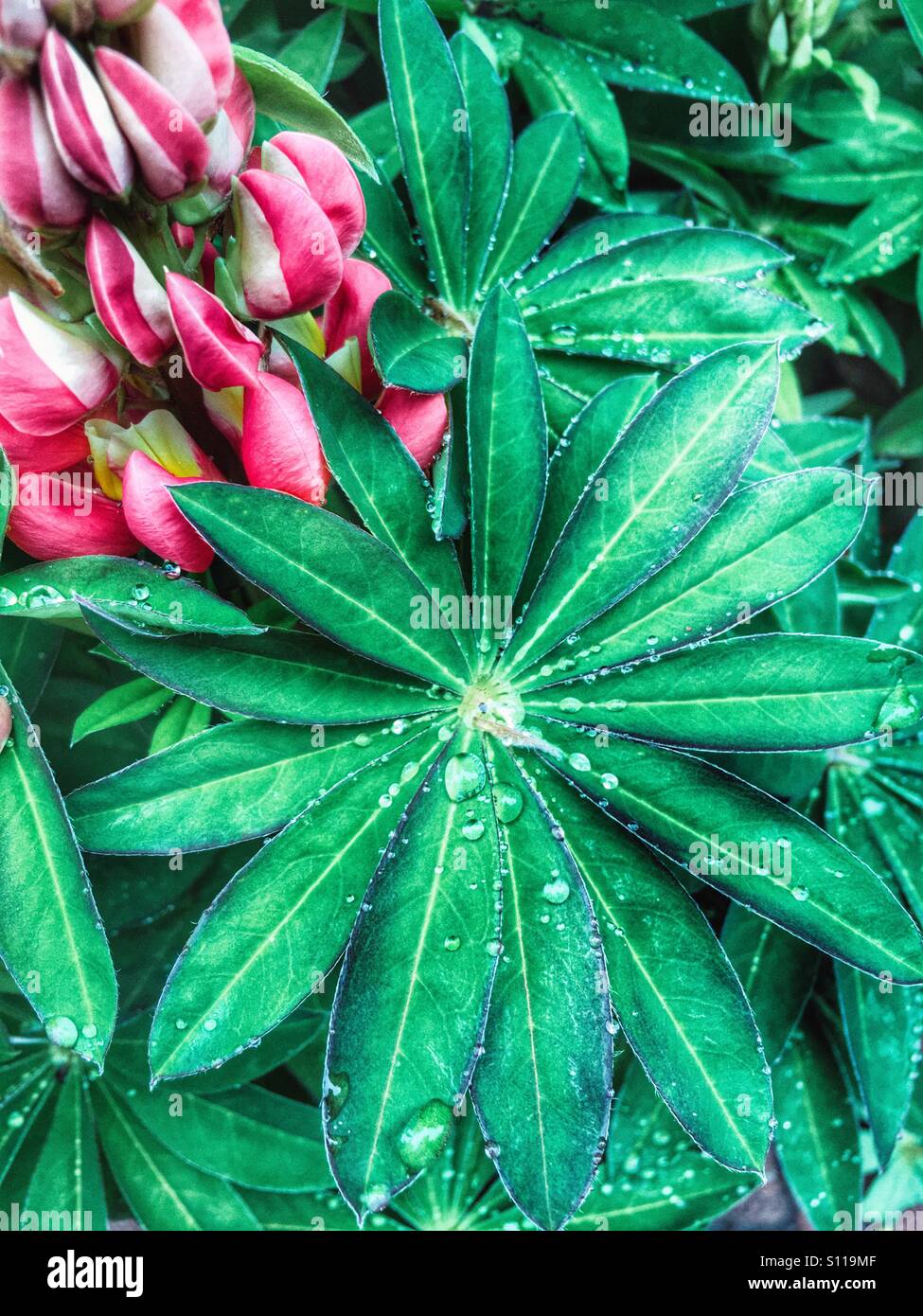 Drop of water on lupin leaf hi-res stock photography and images - Alamy