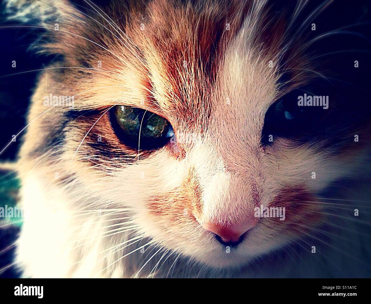 Cat face close up Stock Photo - Alamy