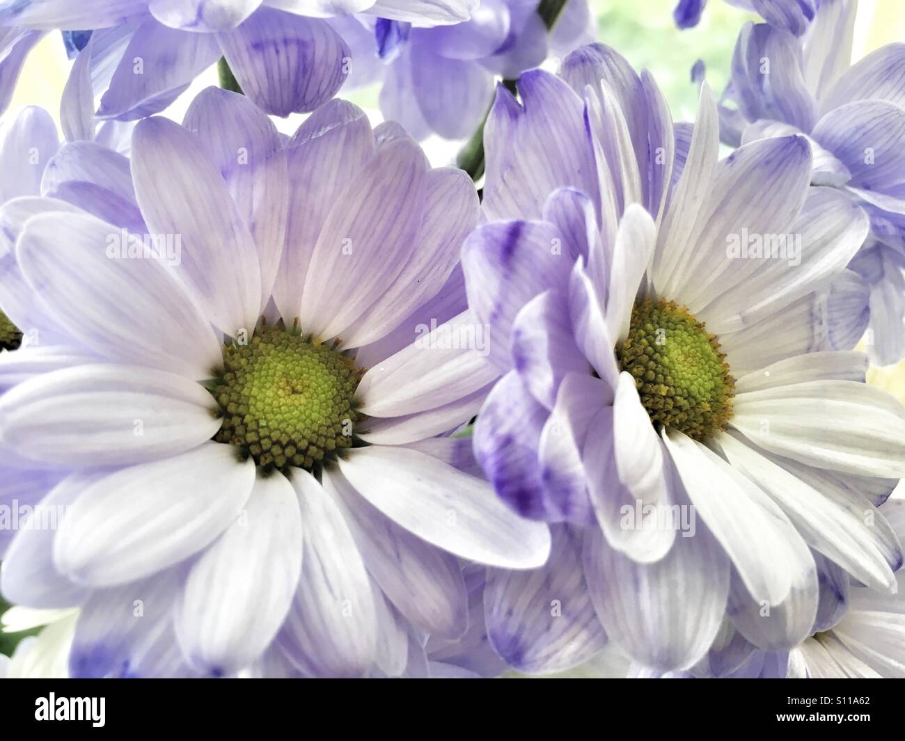 White daisy purple centre hi-res stock photography and images - Alamy