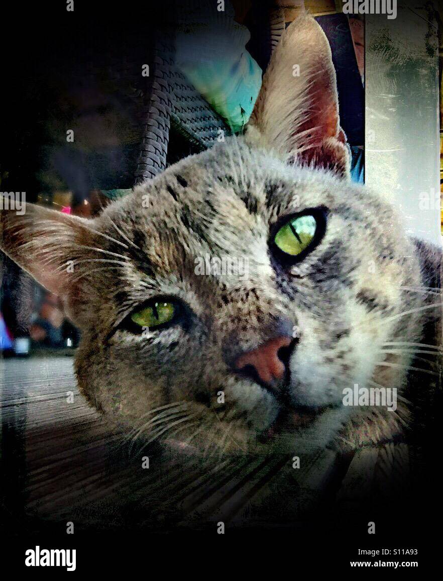 Yes we cat hi-res stock photography and images - Alamy