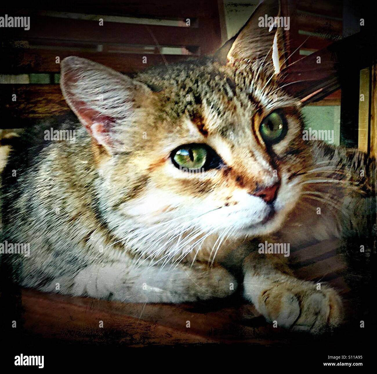 Cat under the table hi-res stock photography and images - Alamy
