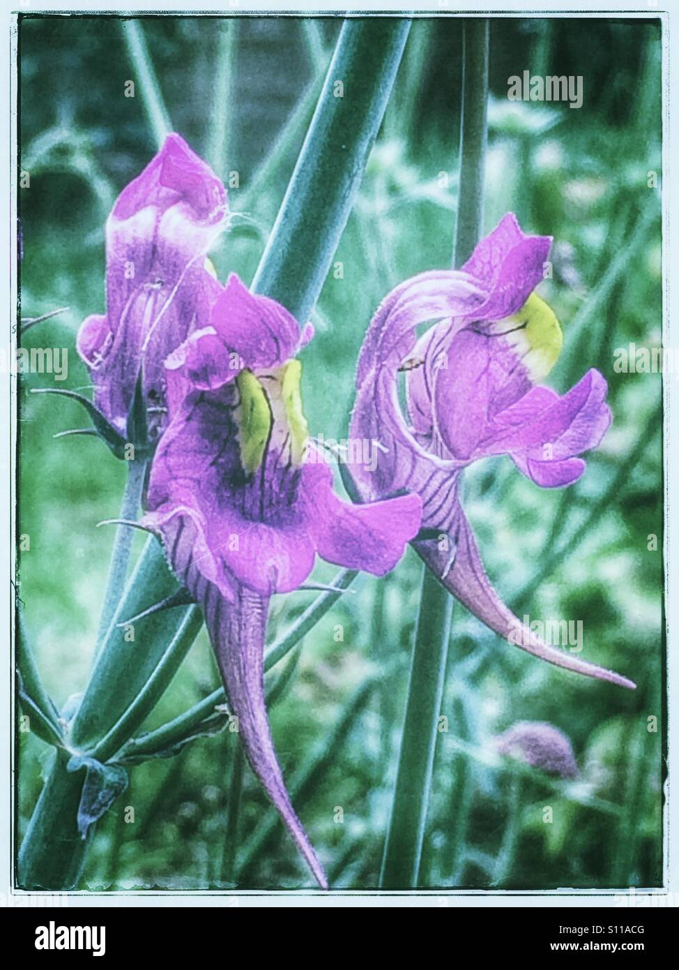 Flying birds flowers hi-res stock photography and images - Alamy