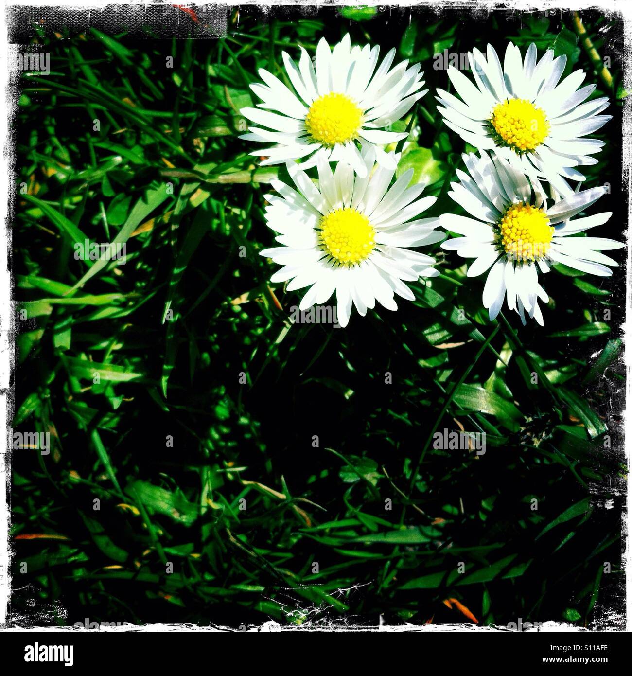 Four daisies grouped together growing in a lawn Stock Photo - Alamy