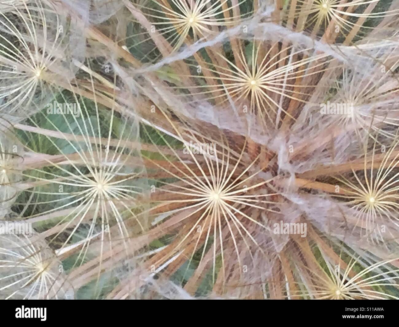 Goatsbeard seed head hi-res stock photography and images - Alamy