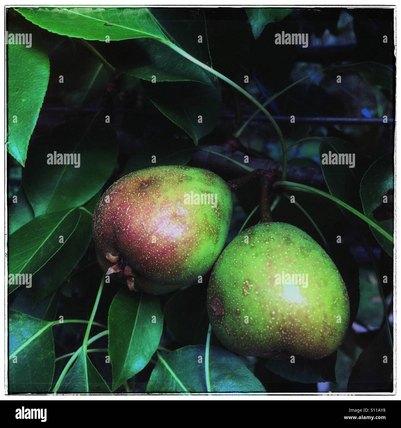 Bartlett pears on a branch Stock Photo - Alamy