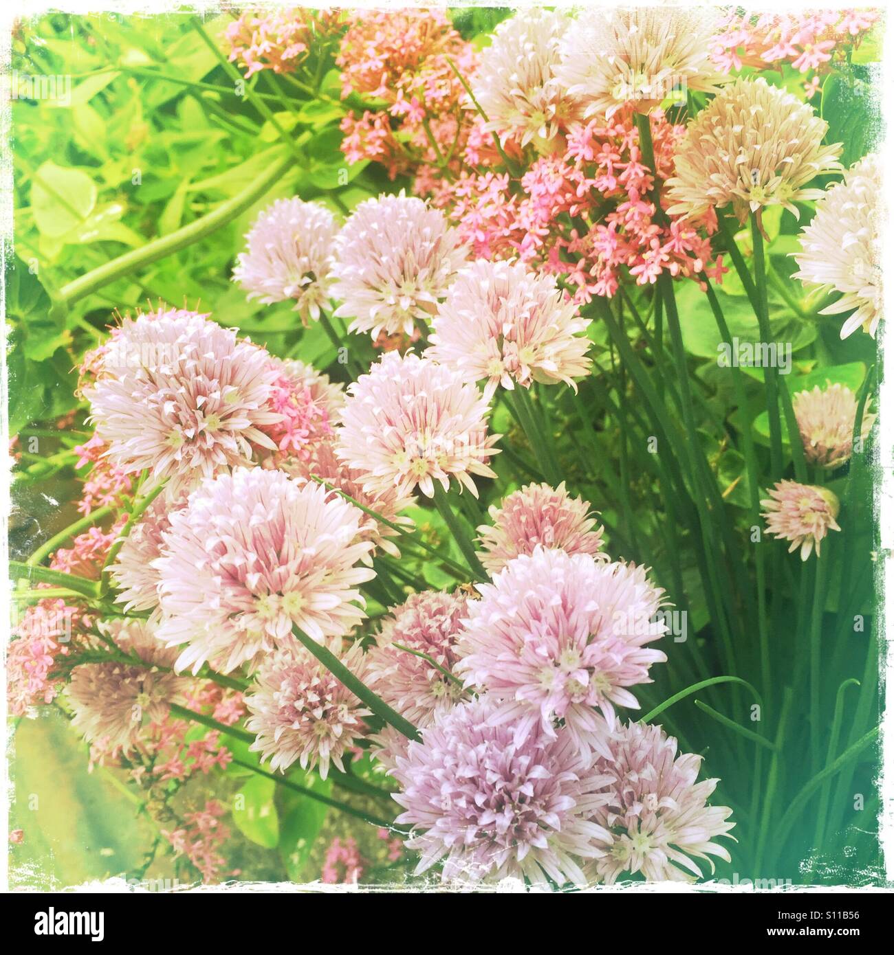 Wild chives hi-res stock photography and images - Alamy