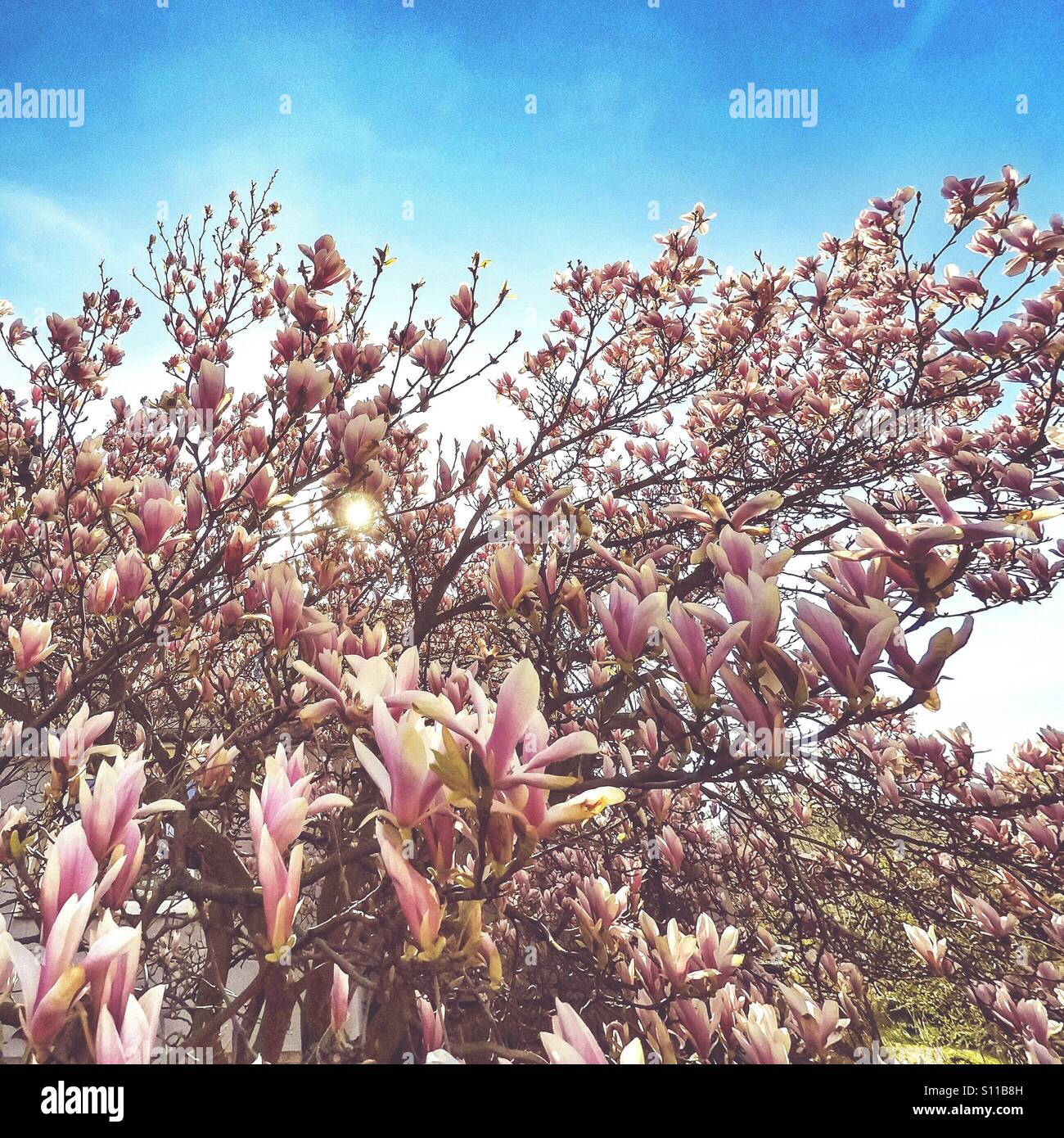 Magnolia tree full of blossoming flowers Stock Photo - Alamy