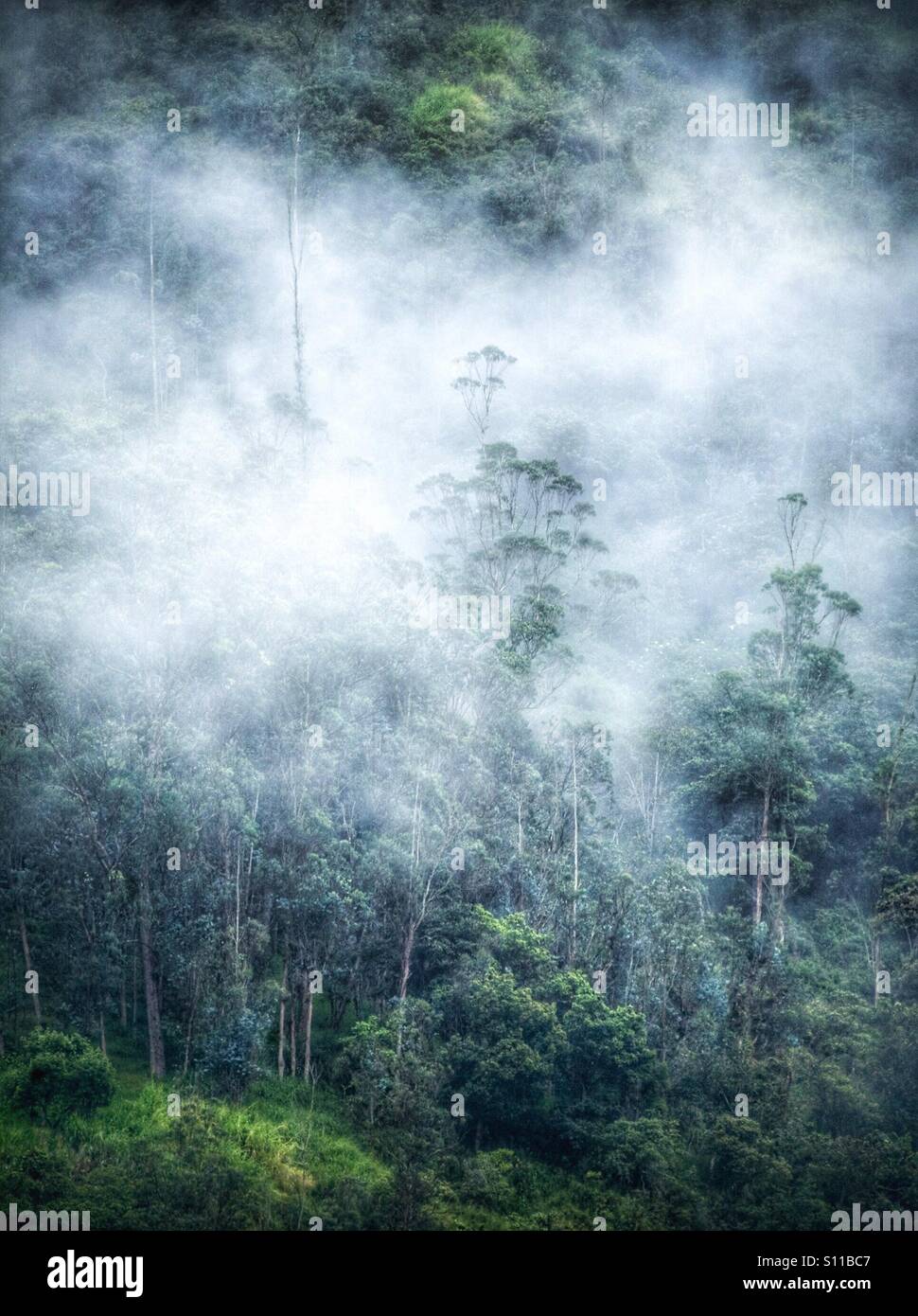 Cloudy amazon rainforest, Ecuador Stock Photo - Alamy