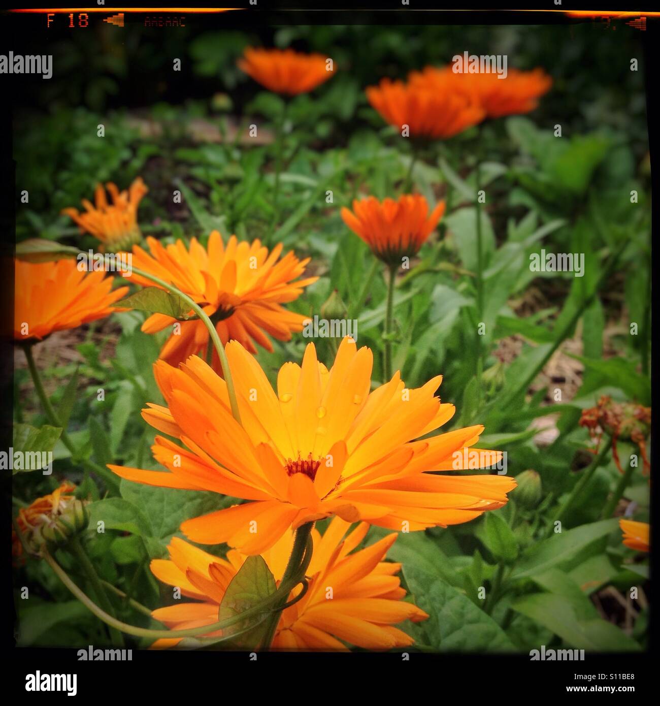 Marigold edible flowers hi-res stock photography and images - Alamy