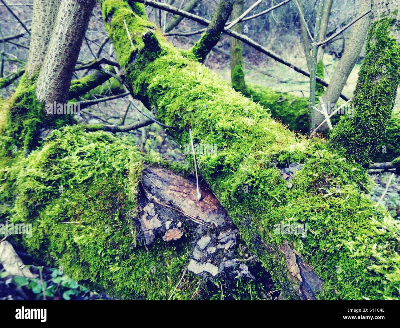 Fallen tree covered with moss Stock Photo - Alamy