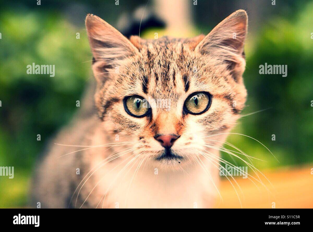Cute kitten face Stock Photo - Alamy
