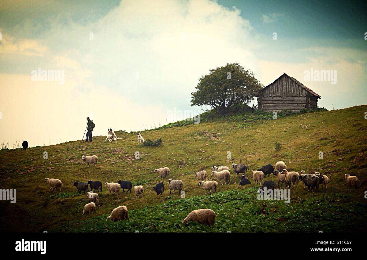 Shepherd with a herd of sheep Stock Photo - Alamy