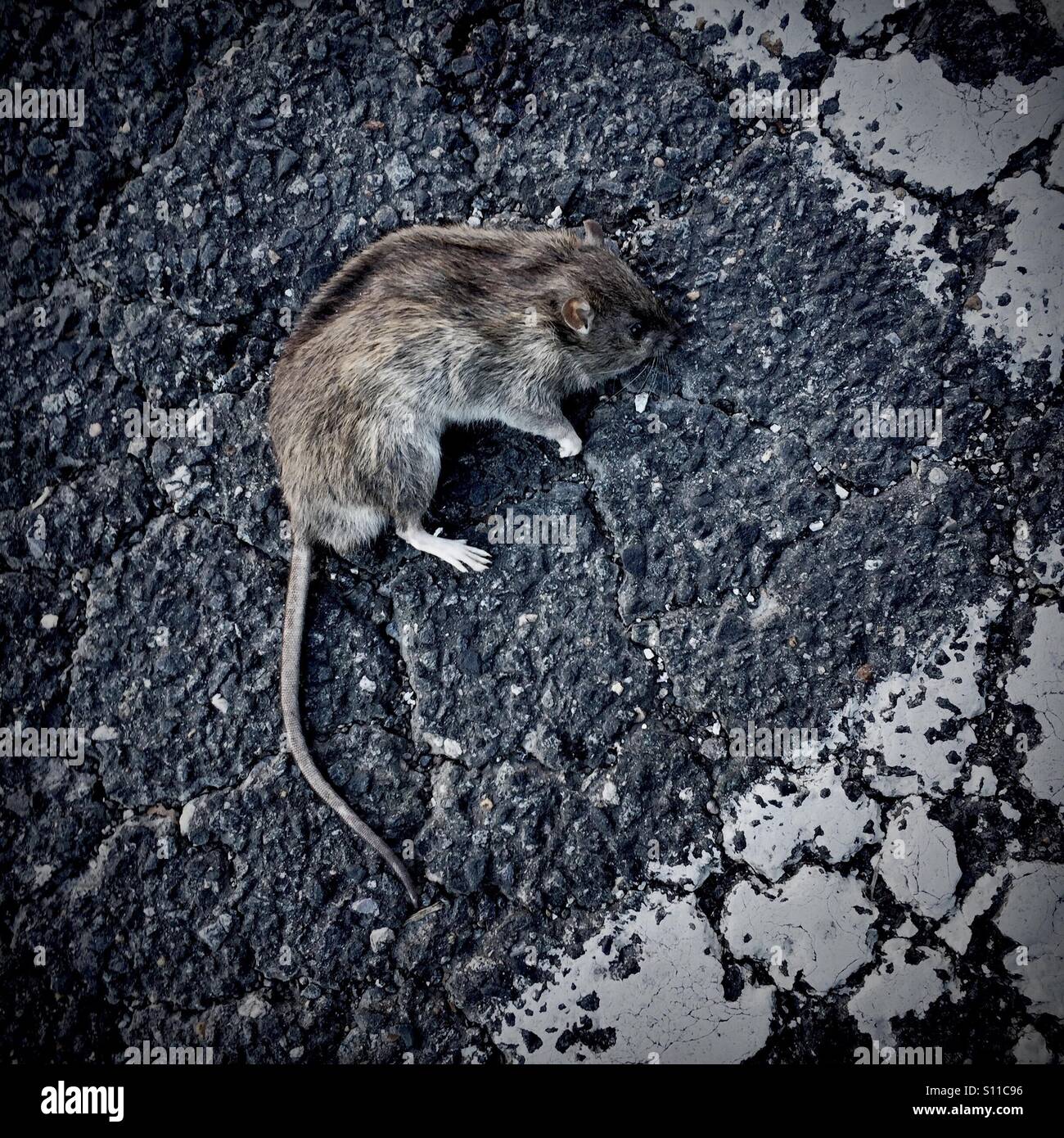 Roadkill On Pavement High Resolution Stock Photography and Images - Alamy