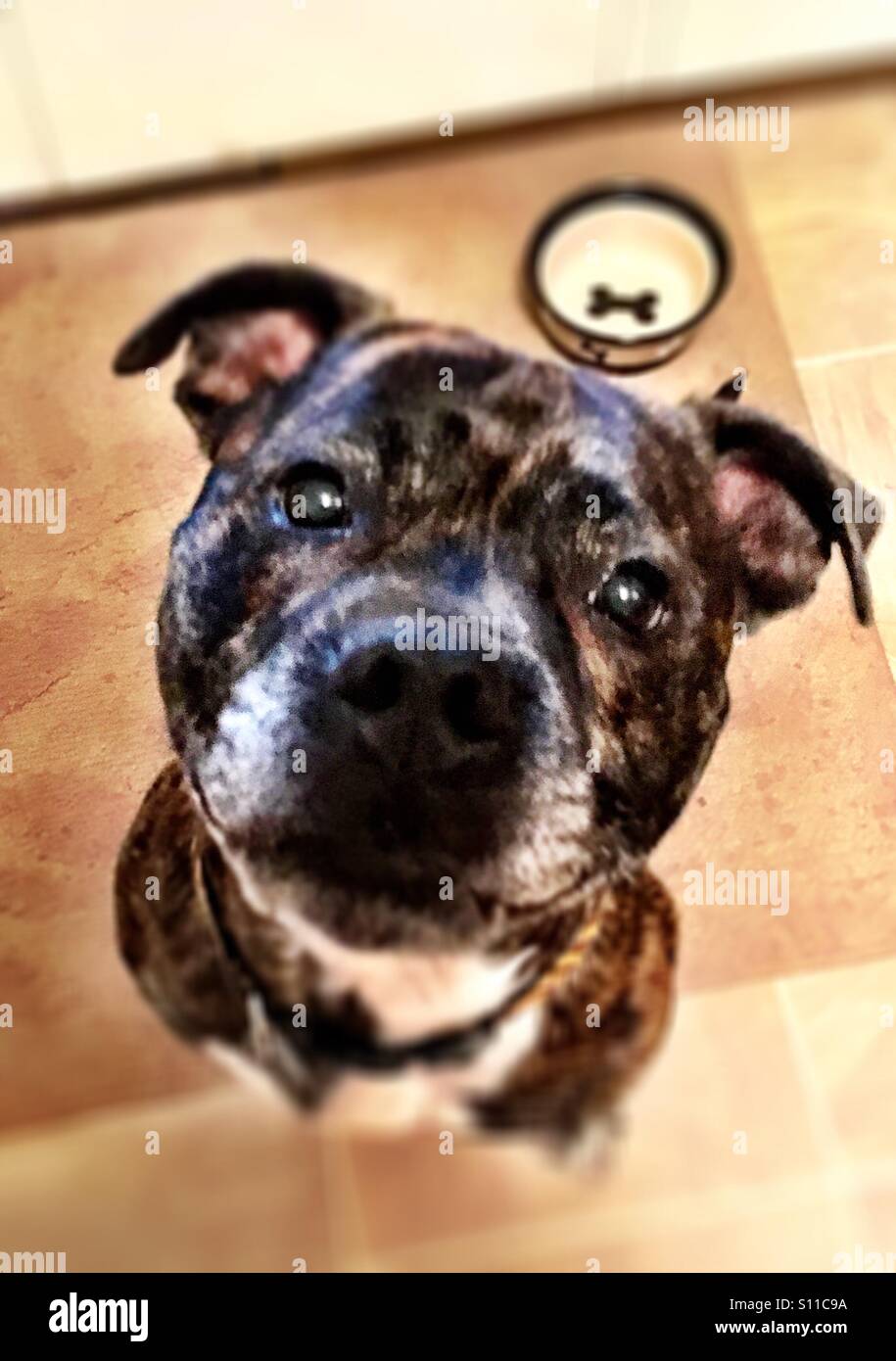 Staffy food hi-res stock photography and images - Alamy