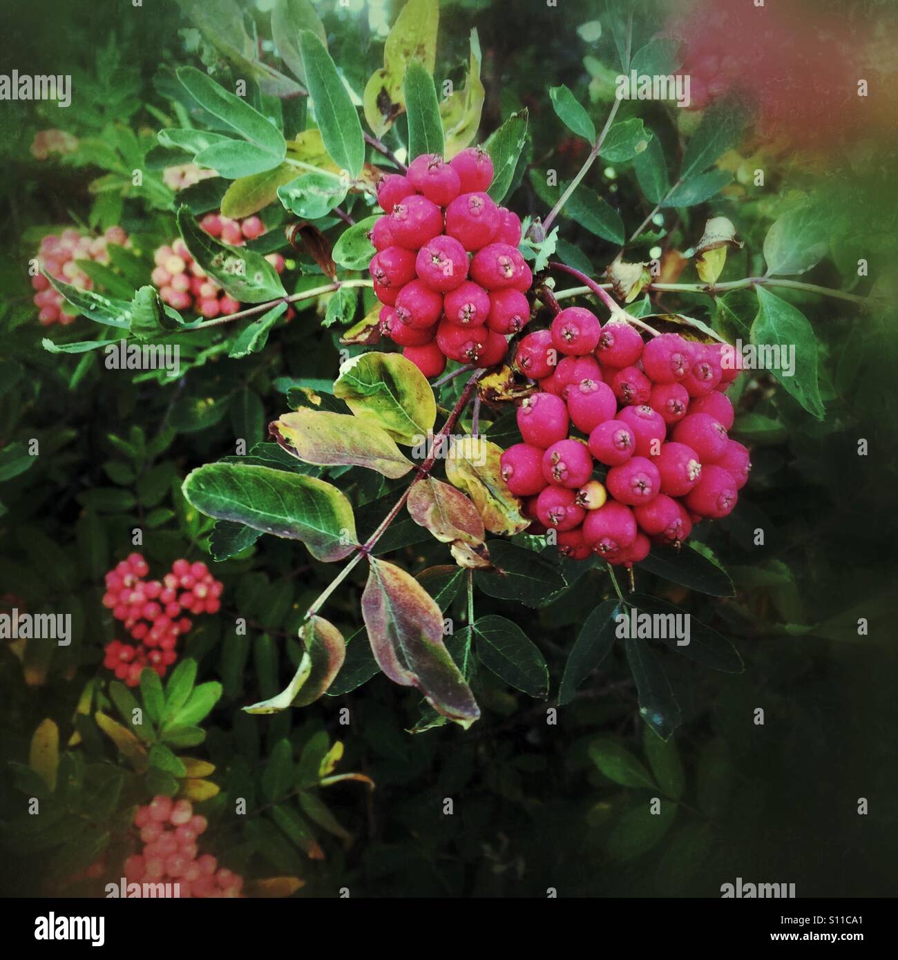 Wild ash hi-res stock photography and images - Alamy