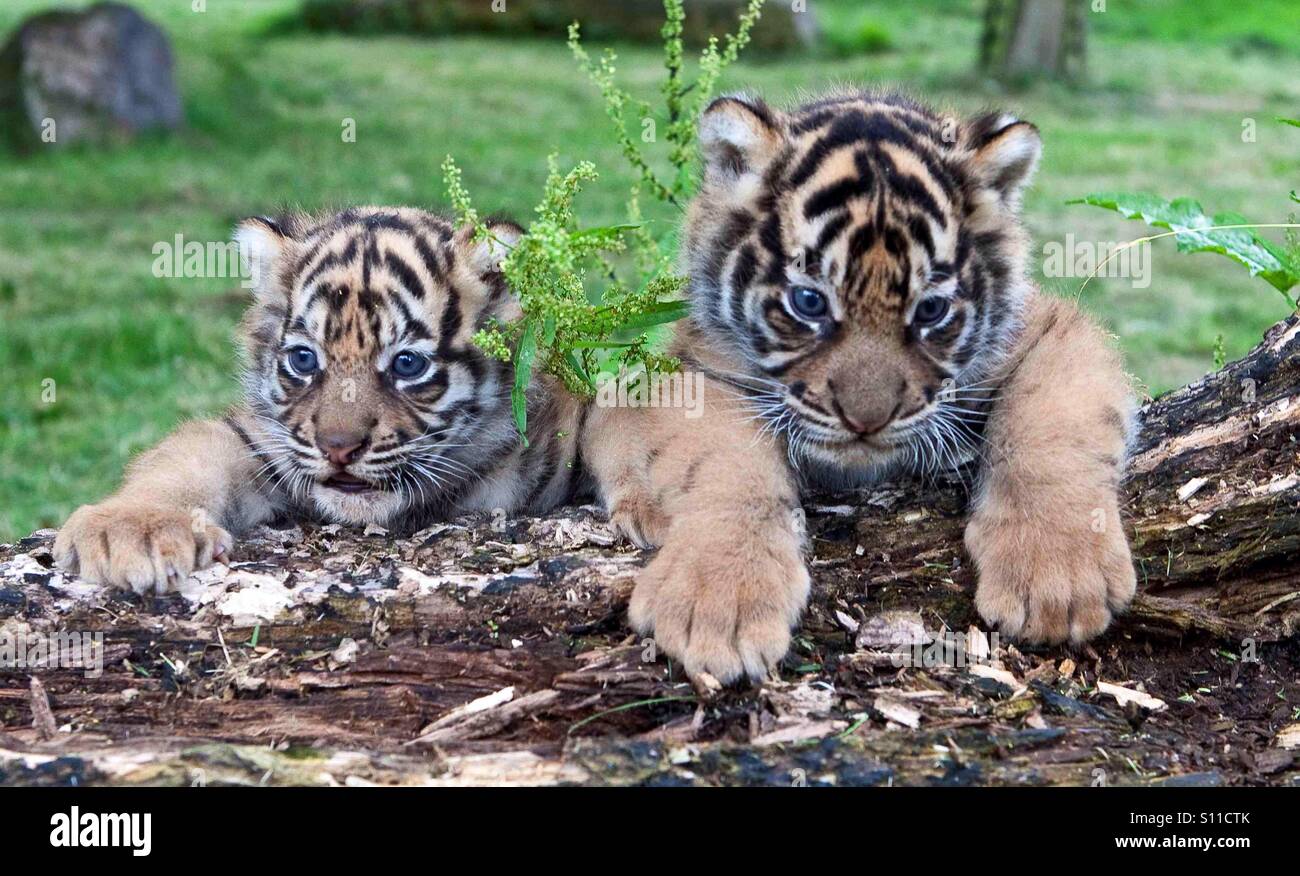 Baby tigers hi-res stock photography and images - Alamy