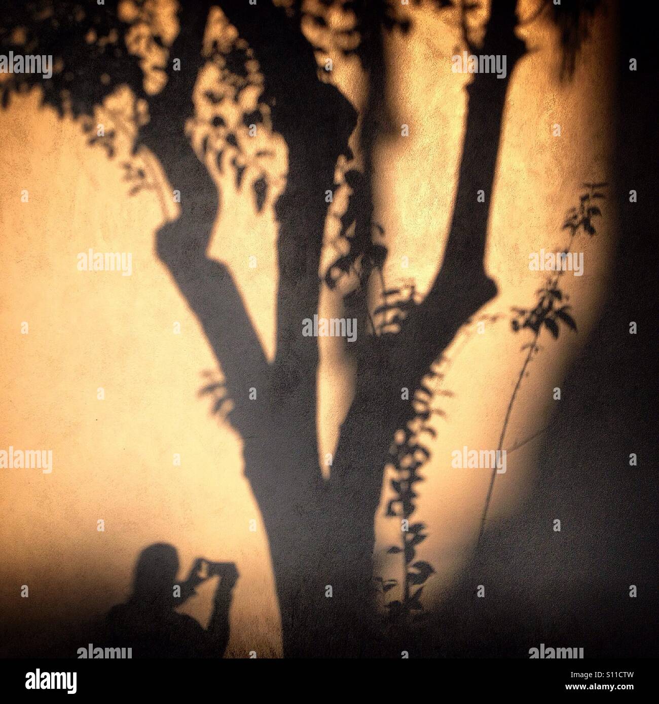 Arbol colonia hi-res stock photography and images - Alamy