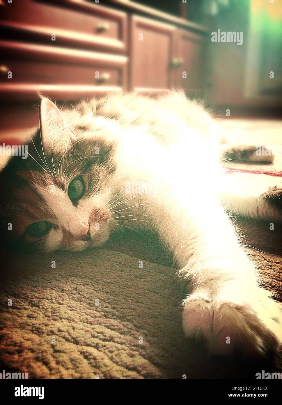 Kitty feeling tired Stock Photo - Alamy