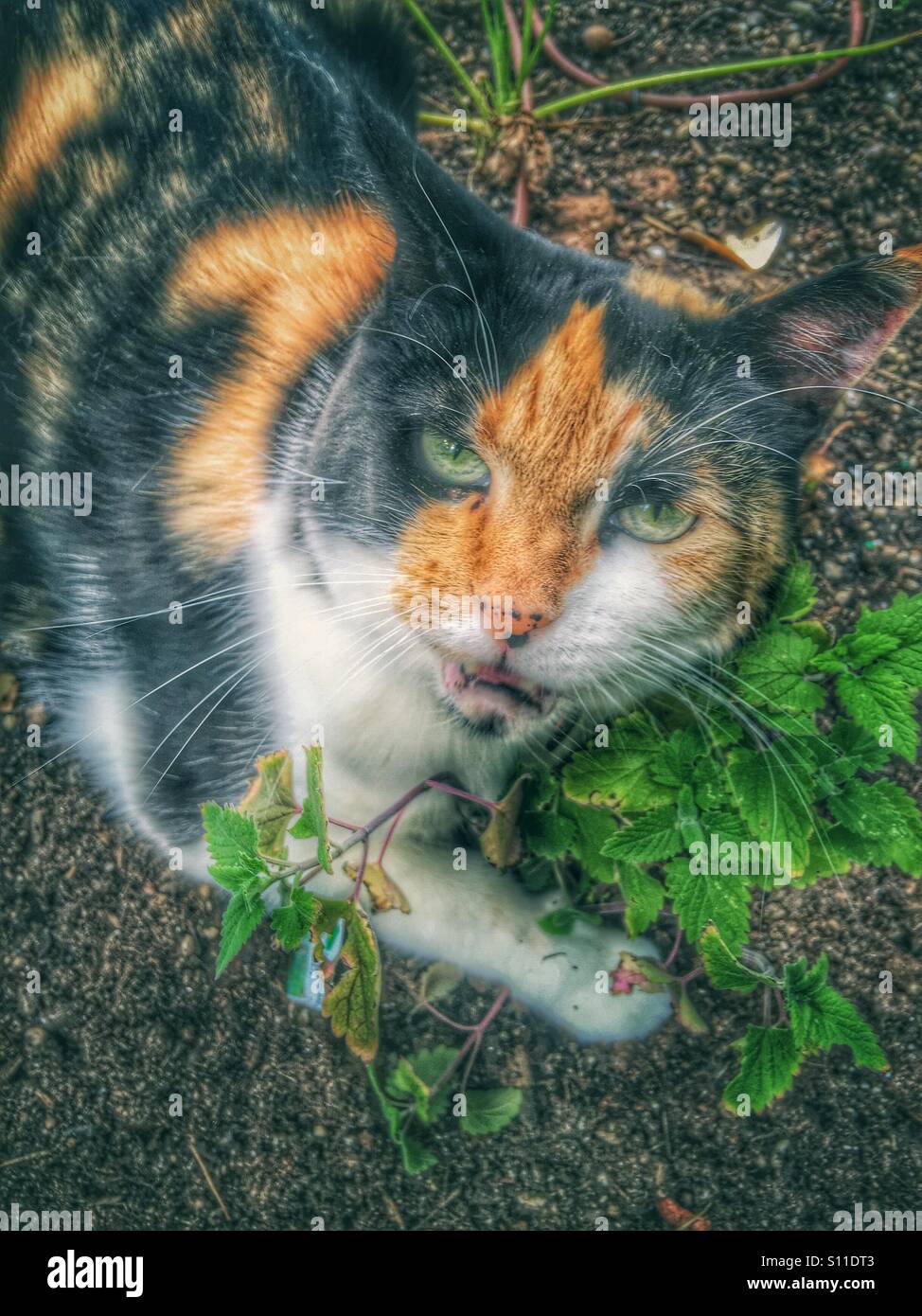 Calico color hi-res stock photography and images - Alamy