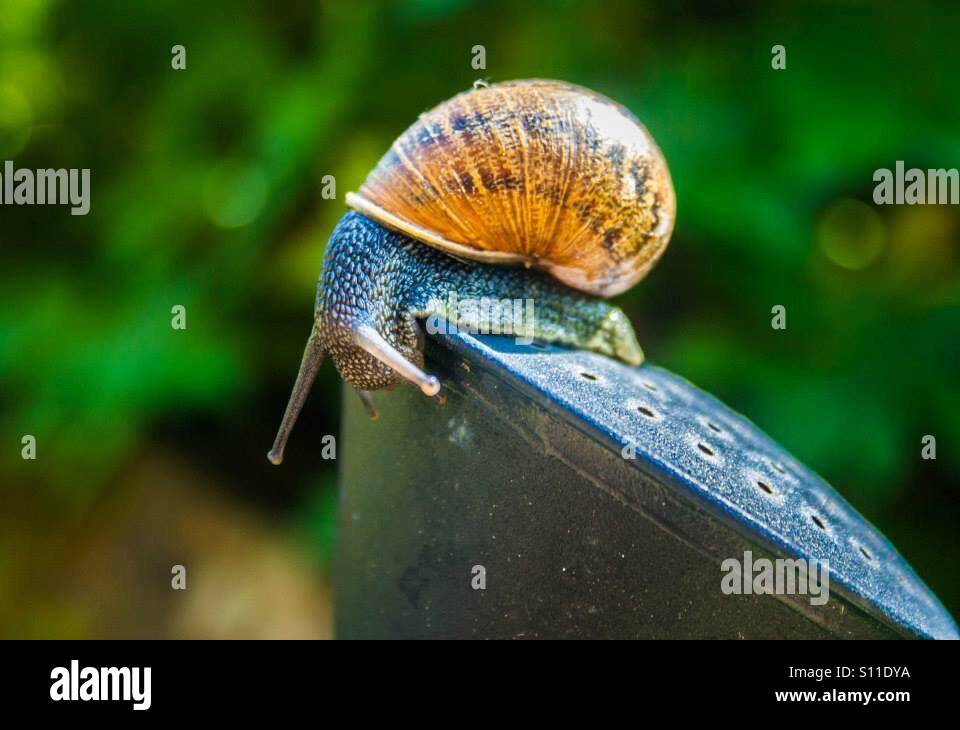 Snail insects hi-res stock photography and images - Alamy