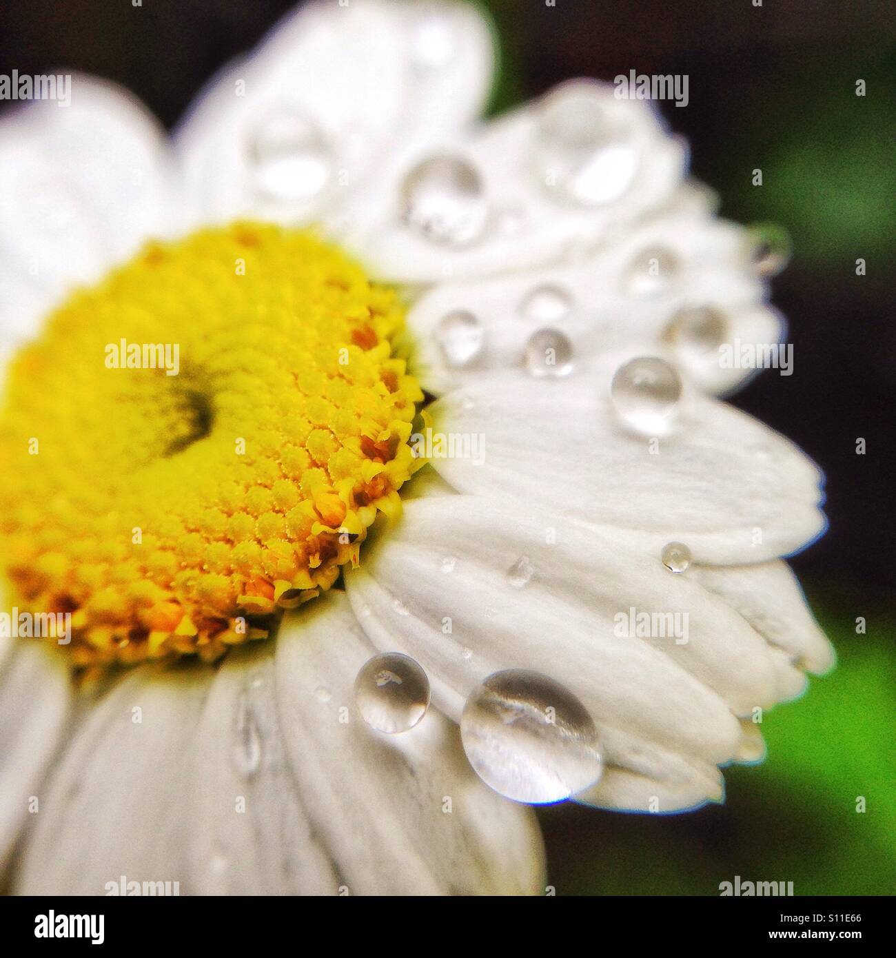 Daisy in the rain Stock Photo - Alamy