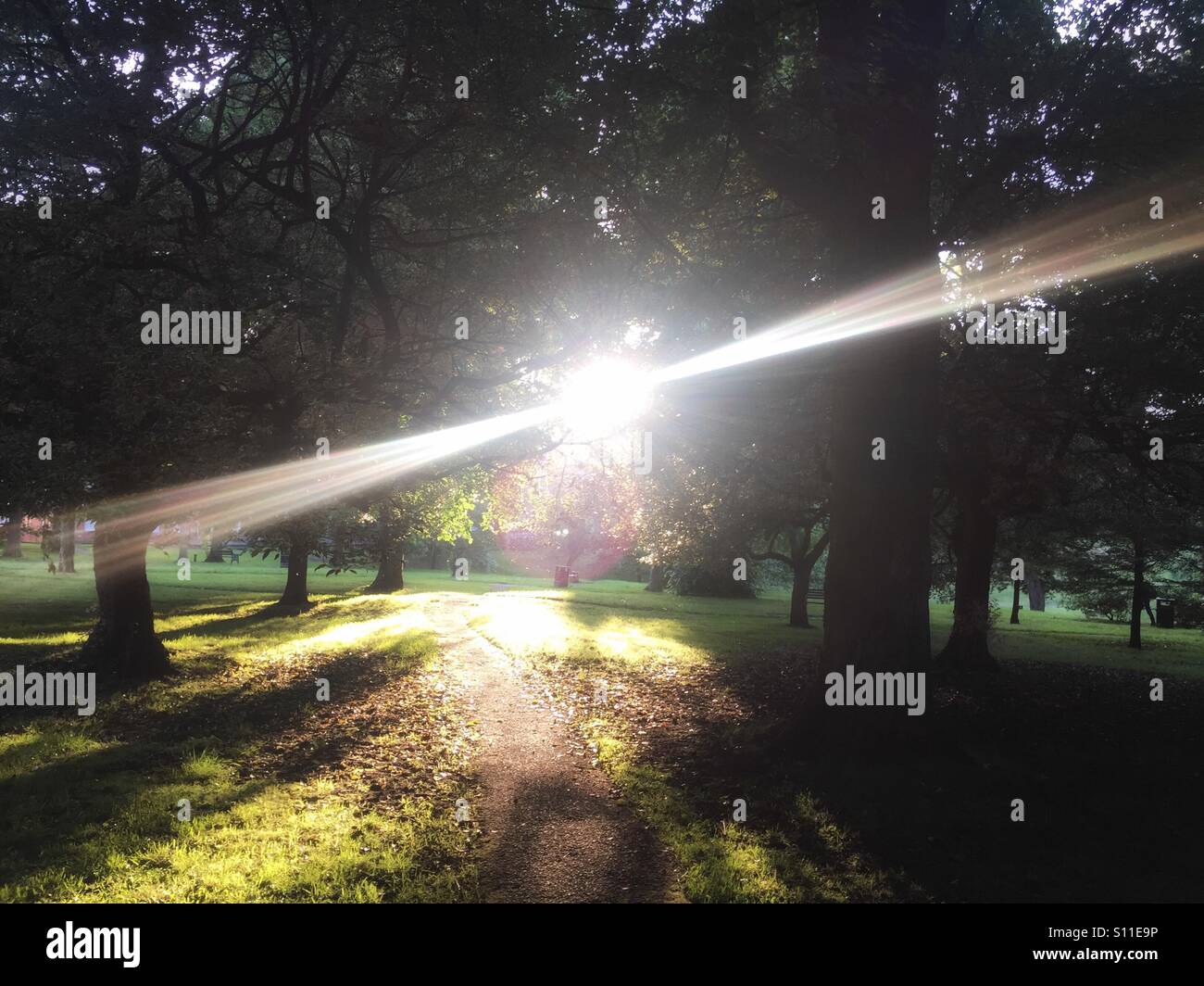 Sun shining through the trees Stock Photo - Alamy