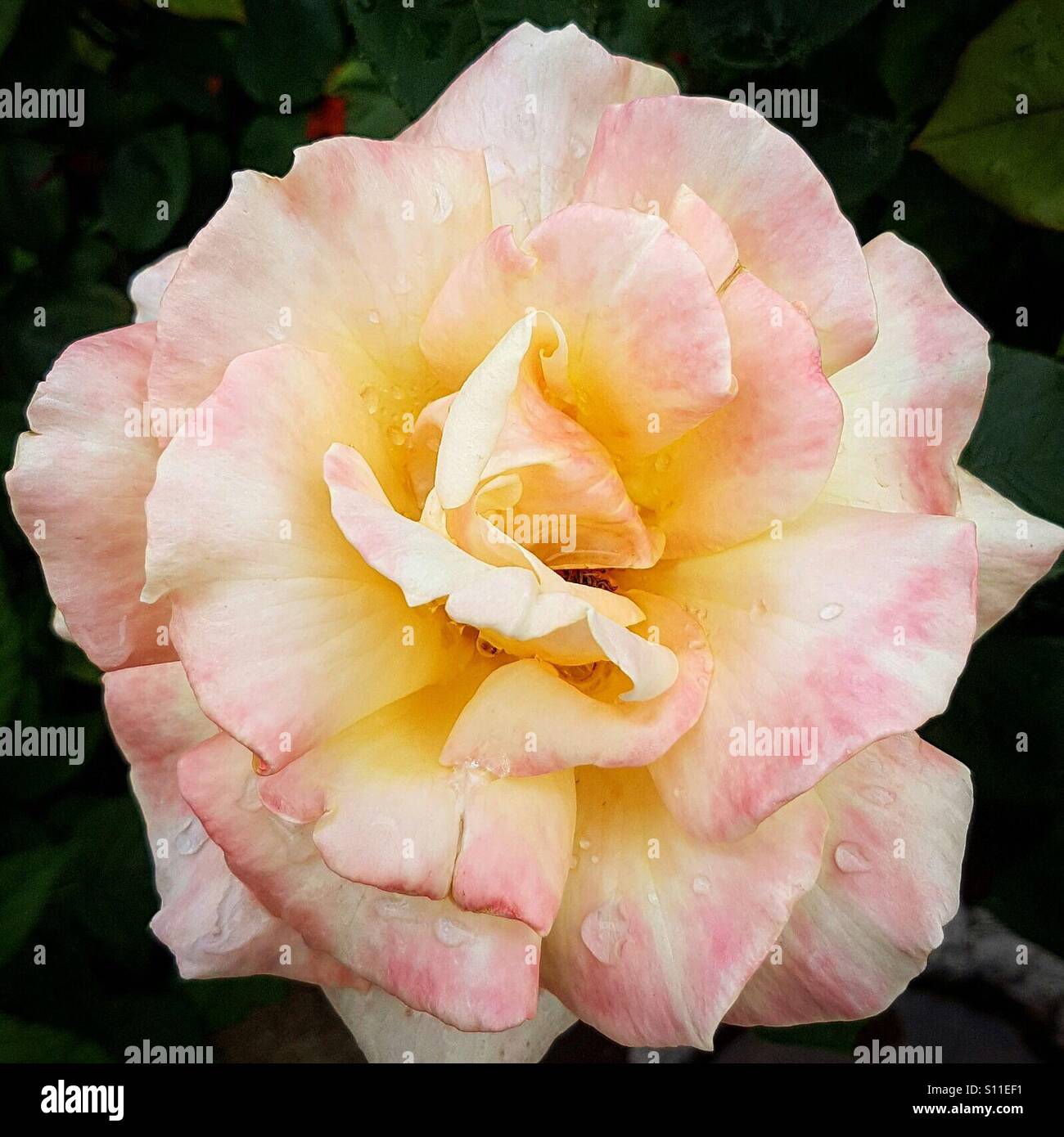 Pink peach rose in full bloom Stock Photo - Alamy