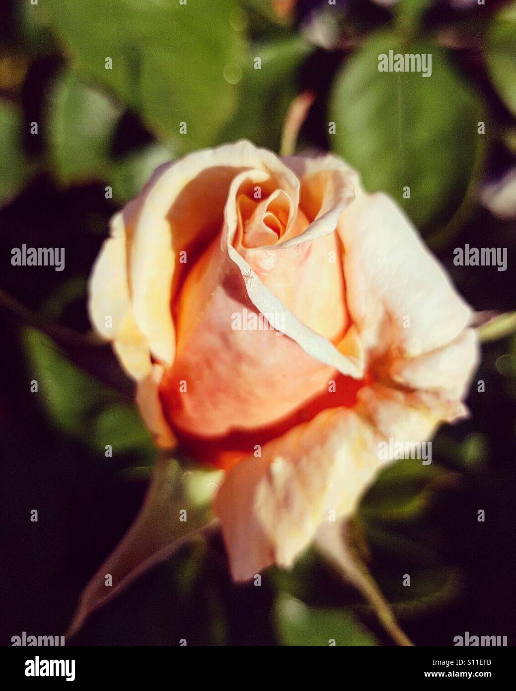 Pink peach rosebud with blurred surroundings Stock Photo - Alamy