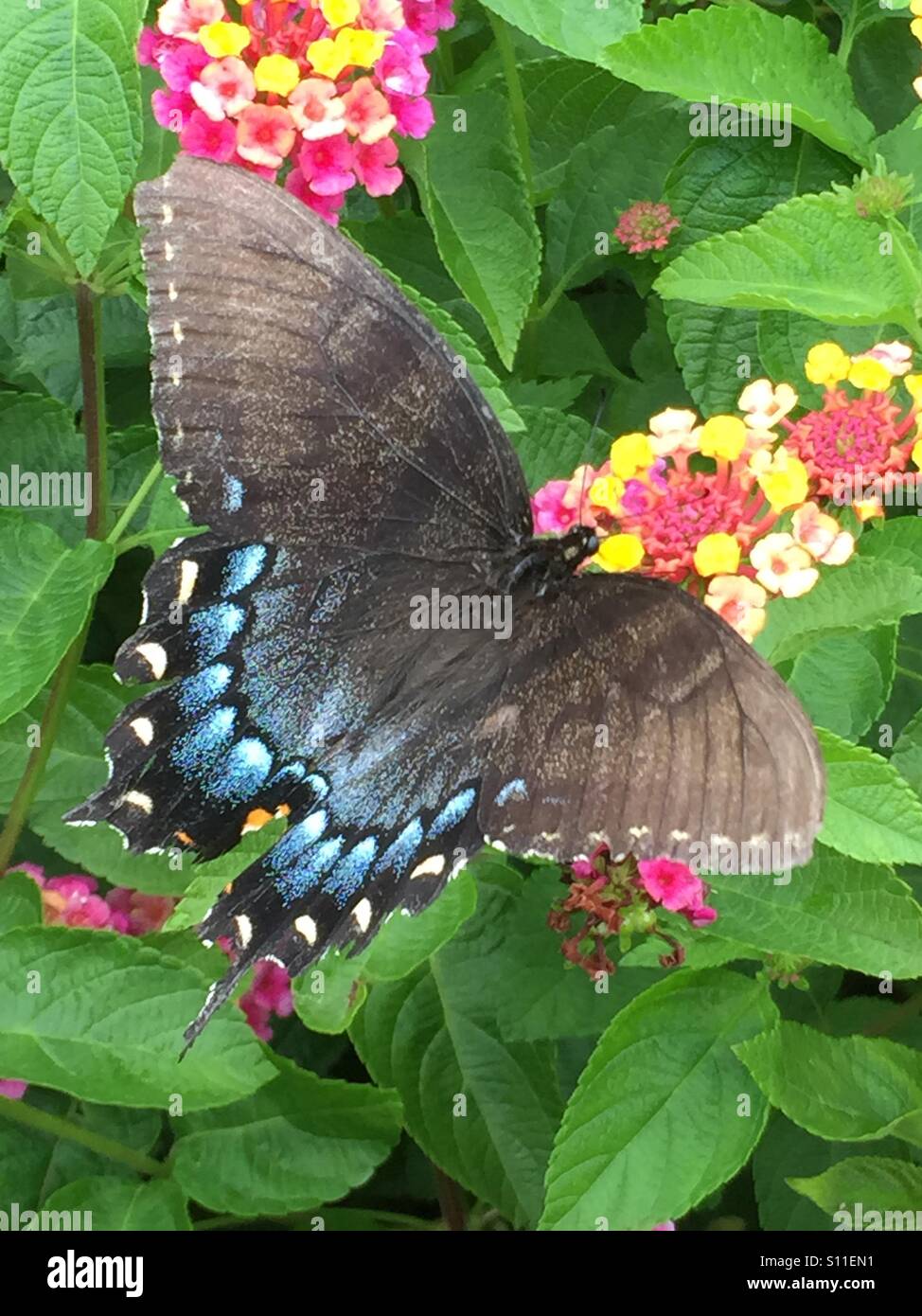 Black and blue butterfly hi-res stock photography and images - Alamy
