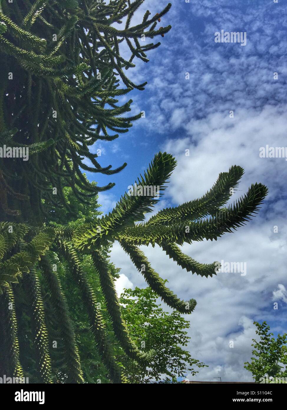 Monkey puzzle tree Stock Photo - Alamy