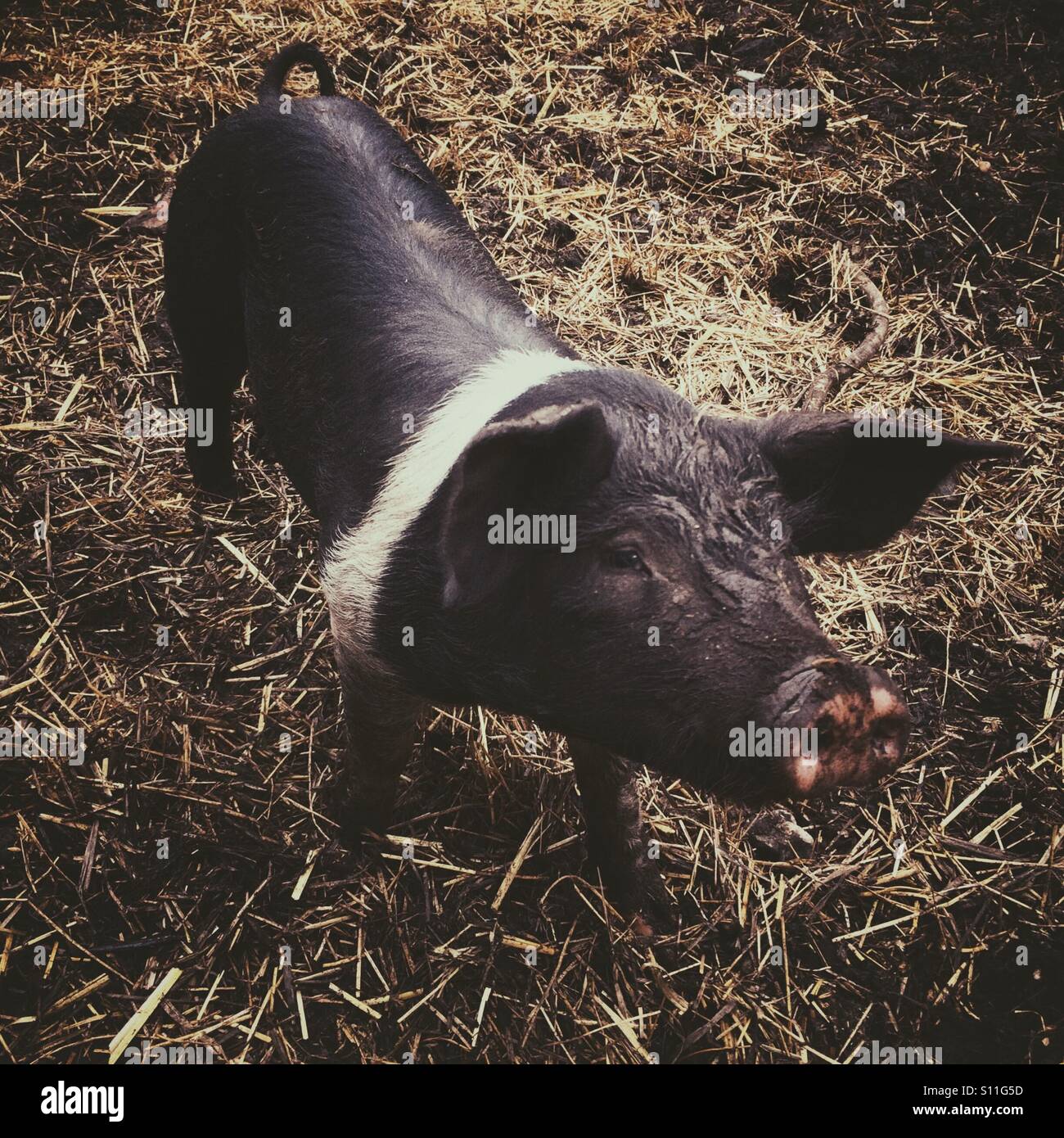 Pig agriculture animal hi-res stock photography and images - Alamy