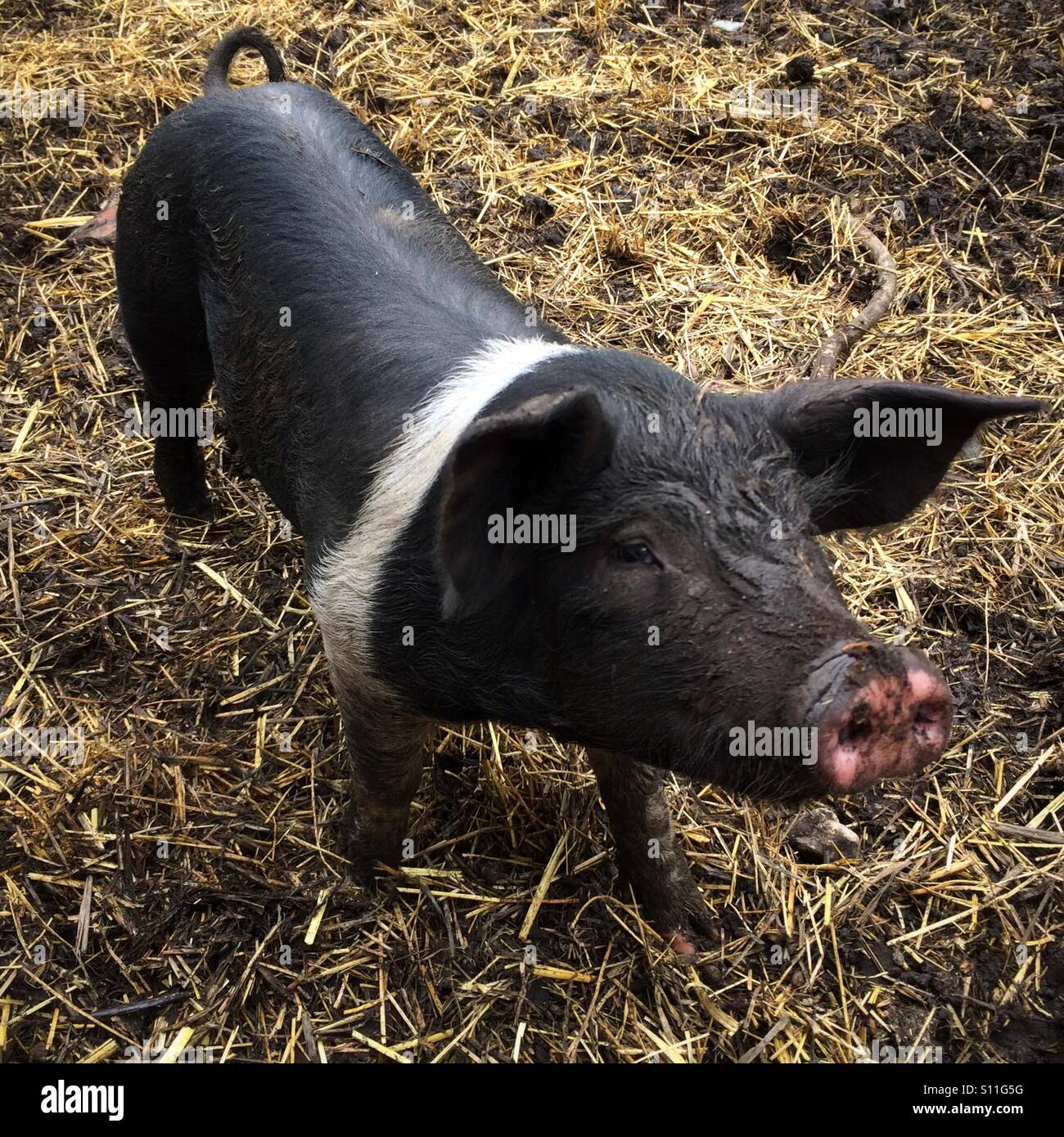 Piglet and pig hi-res stock photography and images - Alamy