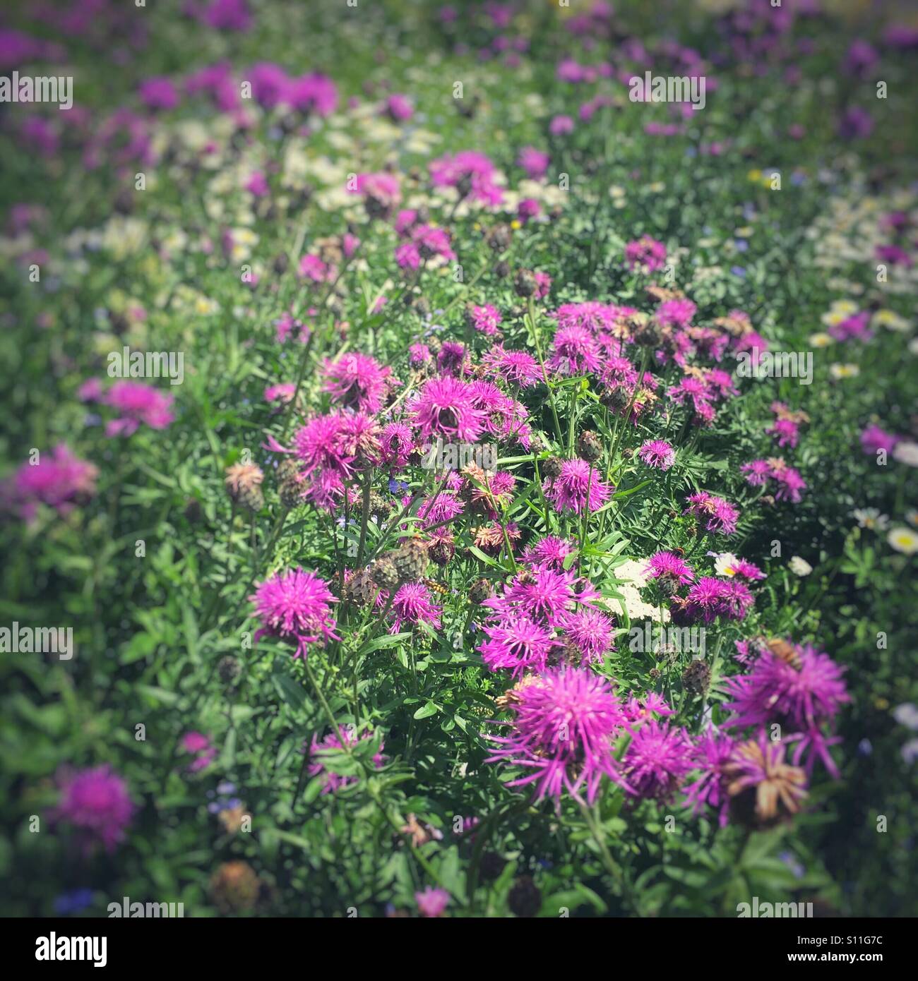 Uk purple wildflowers hi-res stock photography and images - Alamy
