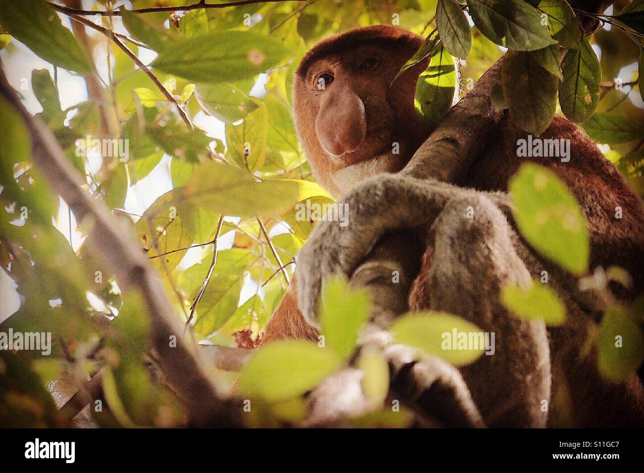 Bako national park proboscis monkey hi-res stock photography and images ...