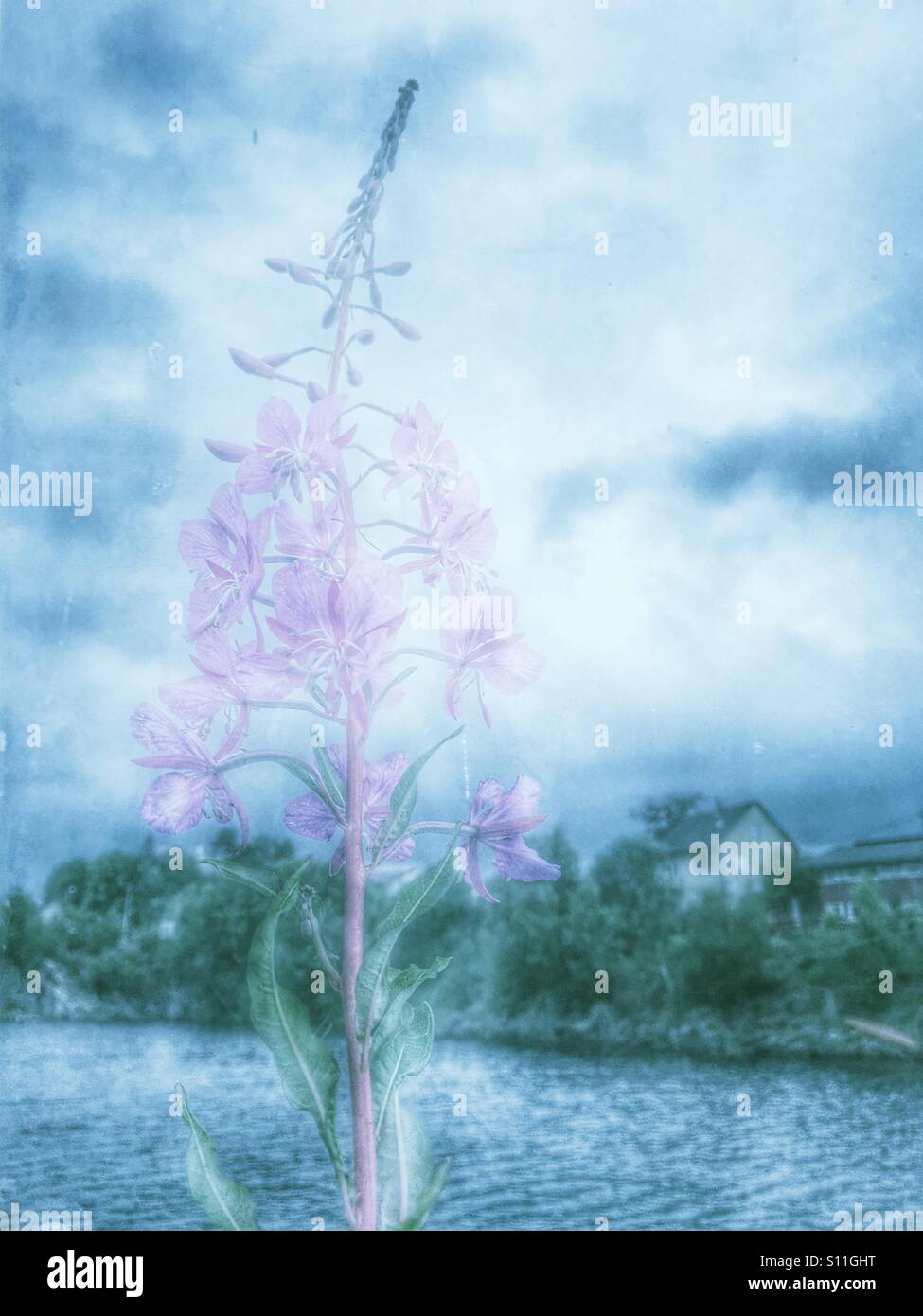 Lupinia hi-res stock photography and images - Alamy