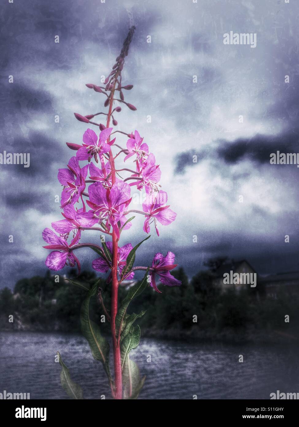 Lupinia hi-res stock photography and images - Alamy