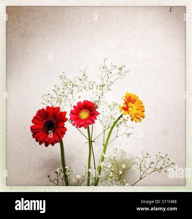 Garbera hi-res stock photography and images - Alamy