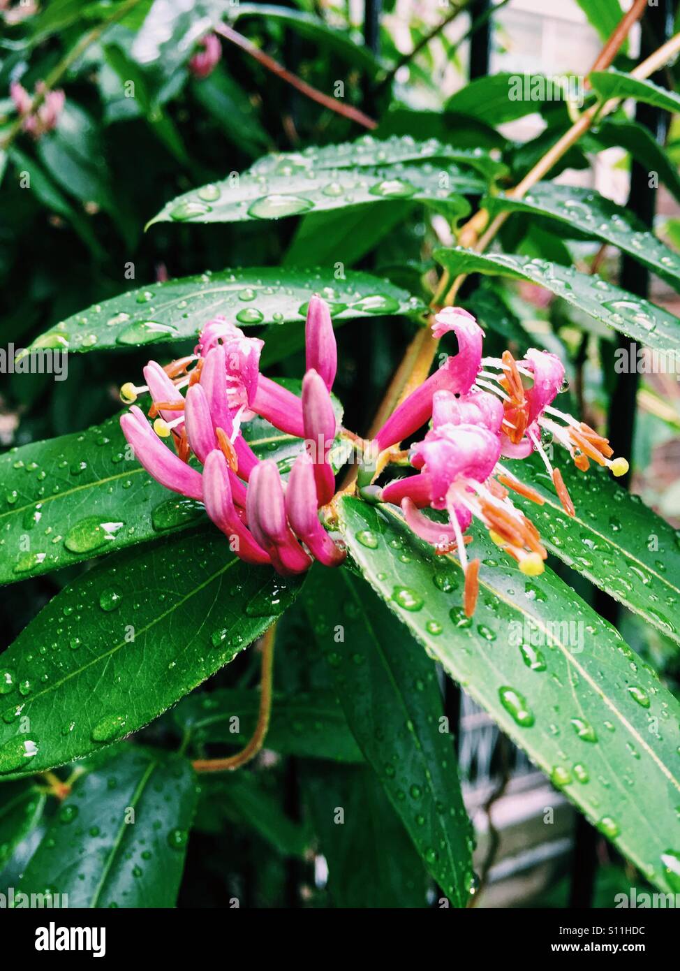Pink honeysuckle with raindrops on leaves Stock Photo - Alamy