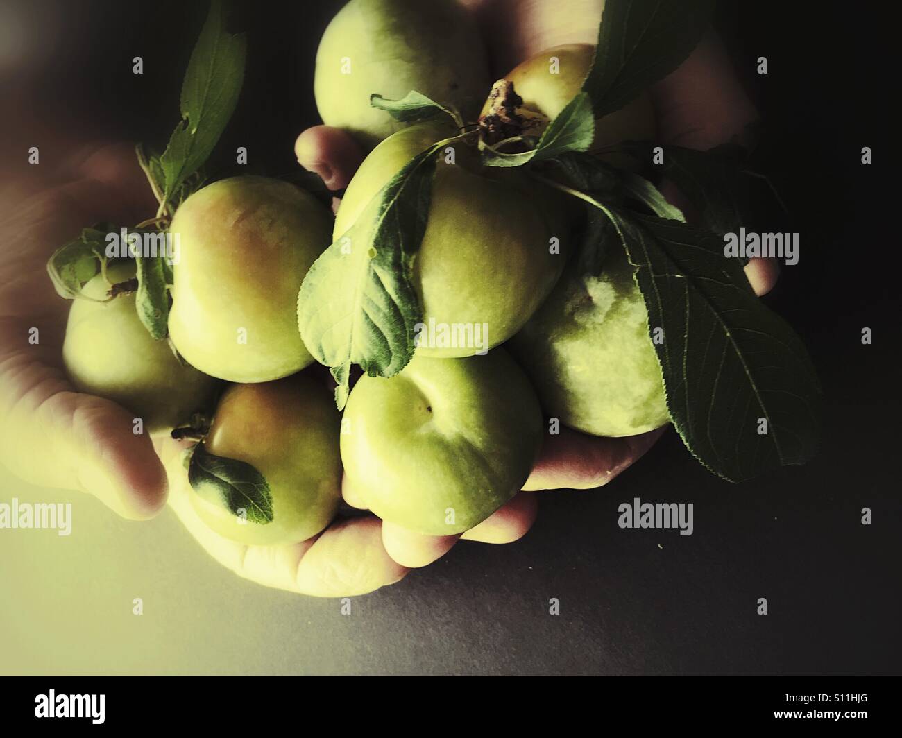 Hands holding plums hi-res stock photography and images - Alamy
