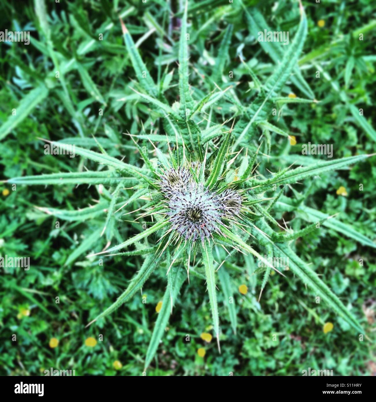 Spiky Weed High Resolution Stock Photography and Images - Alamy