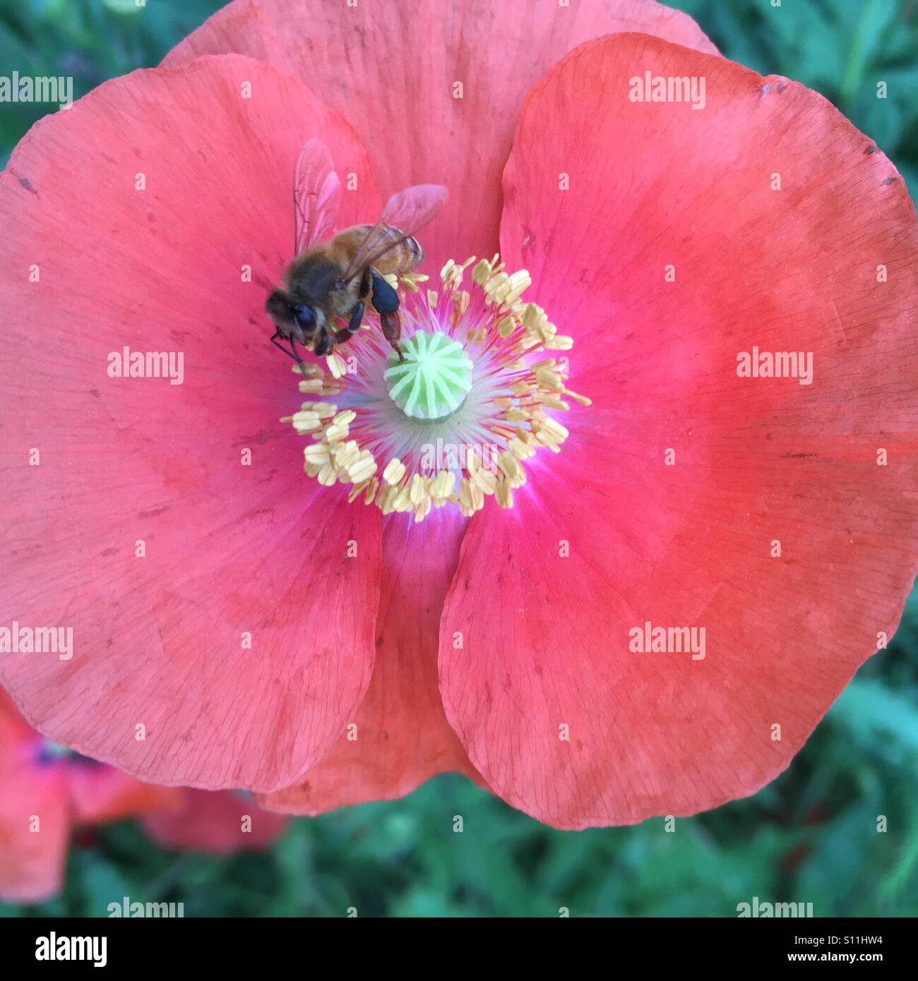 Corn Puppy High Resolution Stock Photography and Images - Alamy