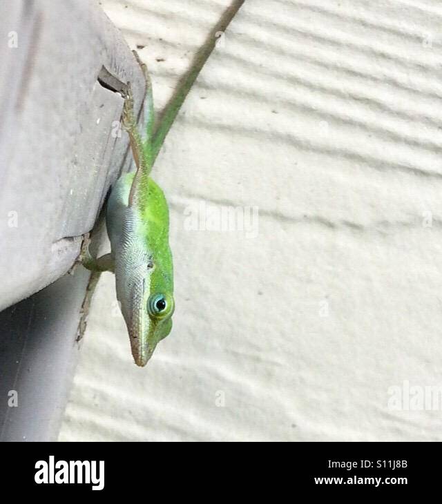 Carolina anole lizard green hi-res stock photography and images - Alamy