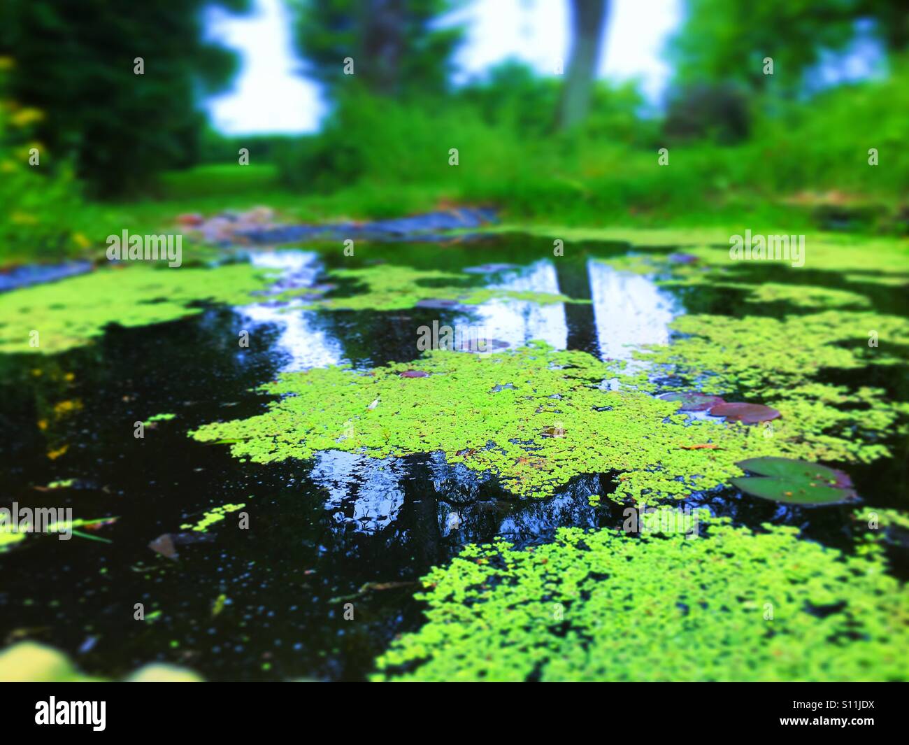 A beautiful pond, with algae on top Stock Photo - Alamy