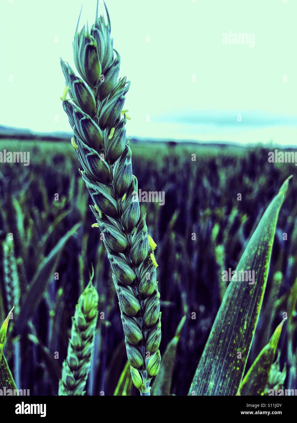 A image focuses on a single wheat in a wheat field Stock Photo - Alamy