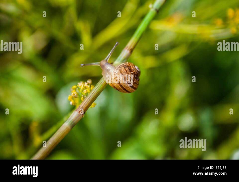 Snail insects hi-res stock photography and images - Alamy