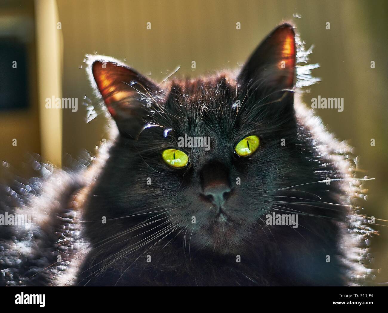 Beautiful black cat backlit with huge golden eyes. Close-up with ...