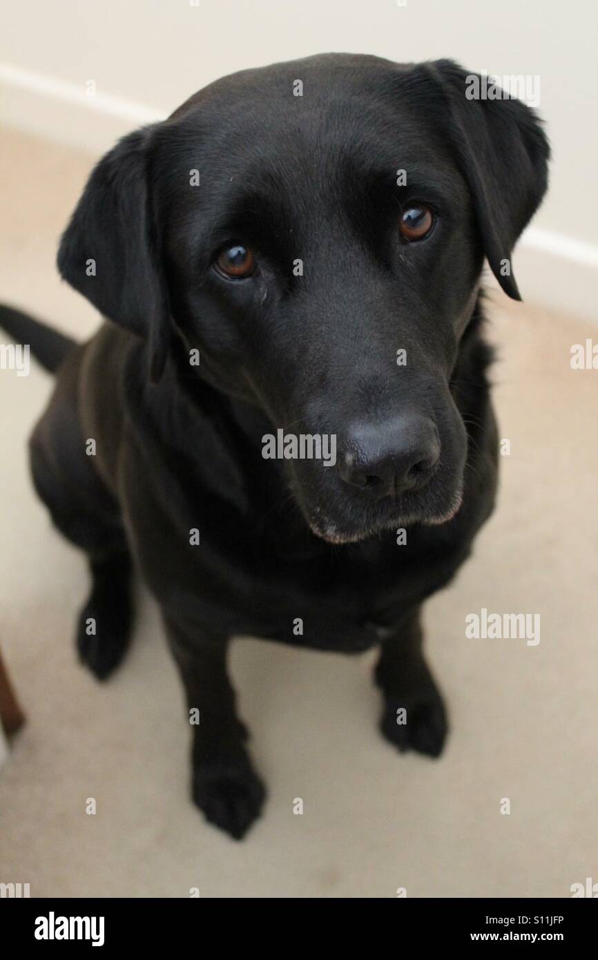 My dog Shadow Stock Photo - Alamy